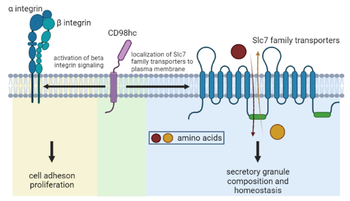 RESEARCH – PILIPONSKY LAB